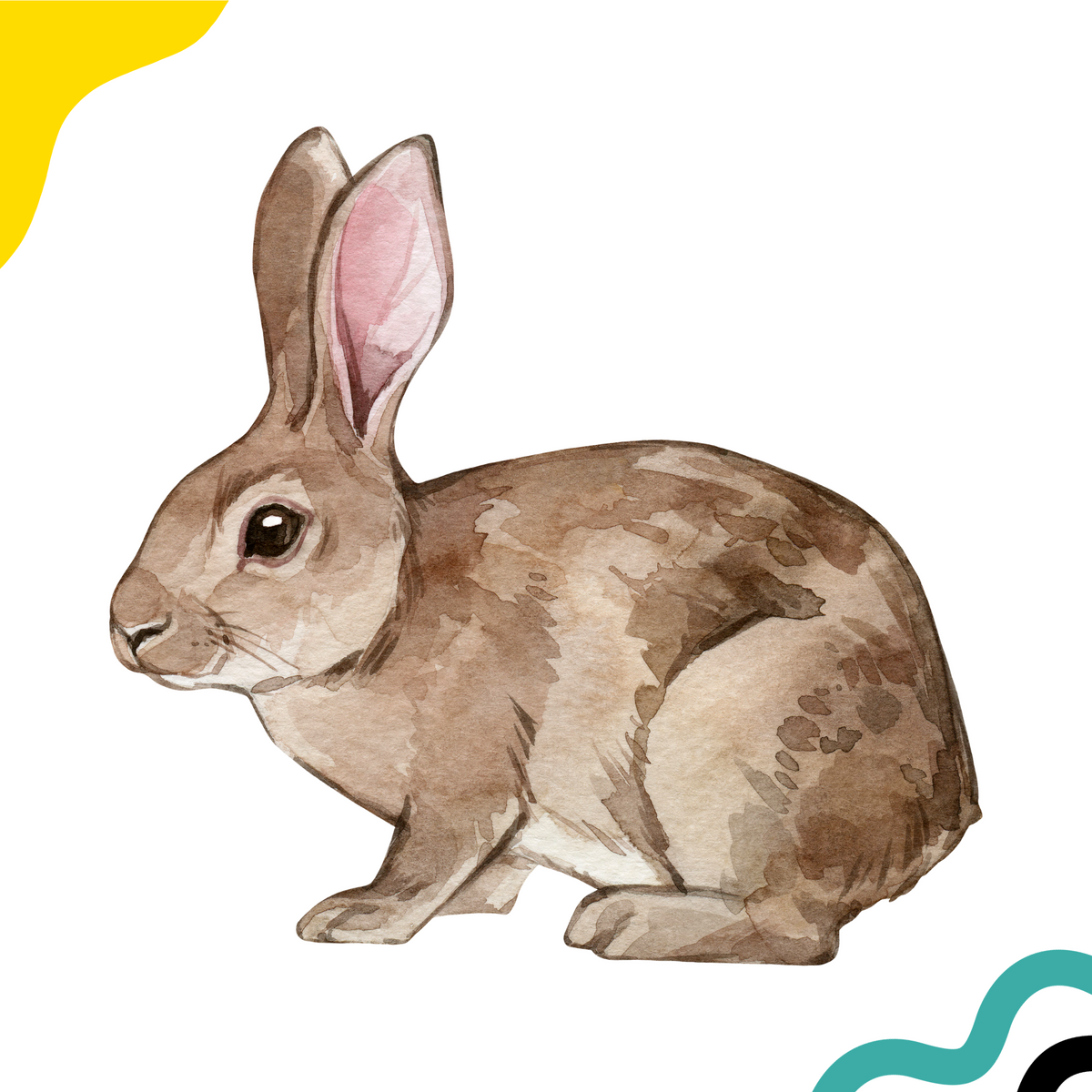 Rabbit – Dottys